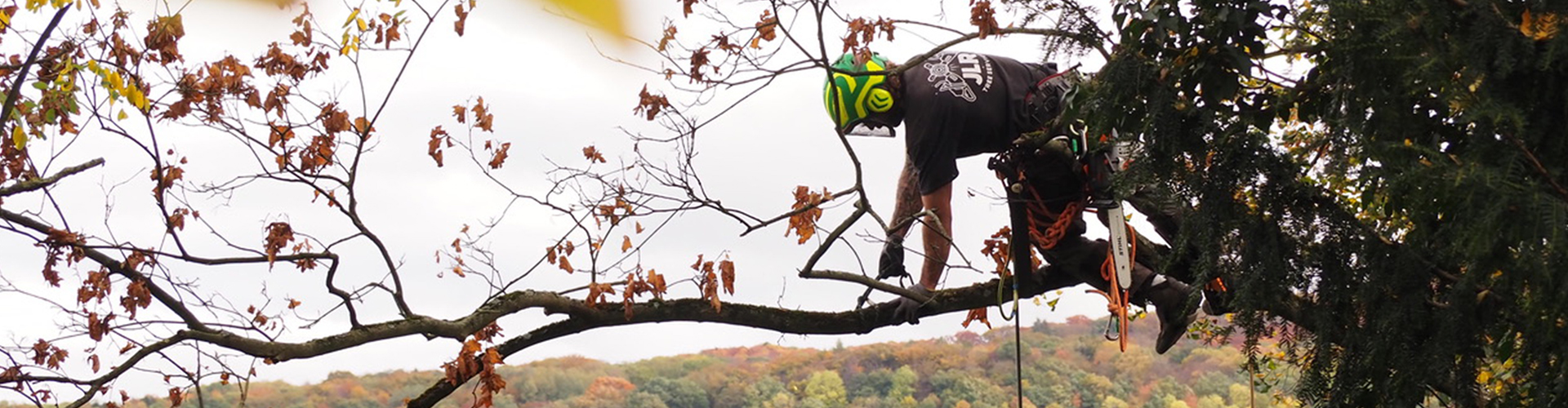 Treemedic - Moneypenny | Resources